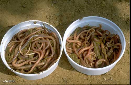 LUTTE CONTRE LES PARASITOSES INTESTINALES. – PENCUM SANCOMBAO